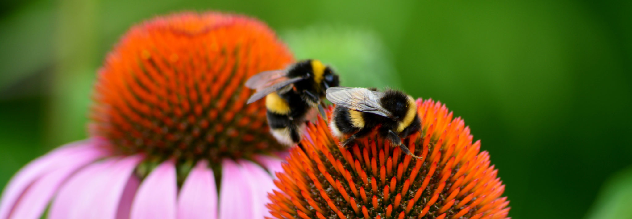 Bumblebee Identification Day — Great English Outdoors