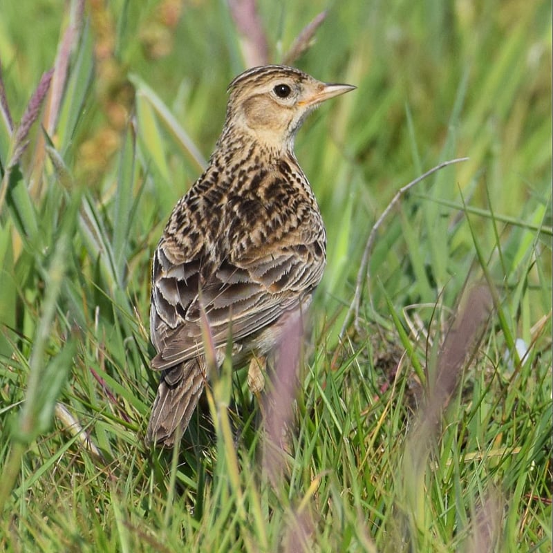 The Skylark — Great English Outdoors