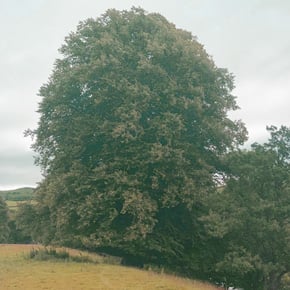 The Tree of Summer — Great English Outdoors