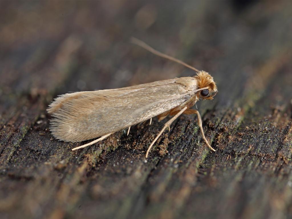 The Moths Are Back — Great English Outdoors