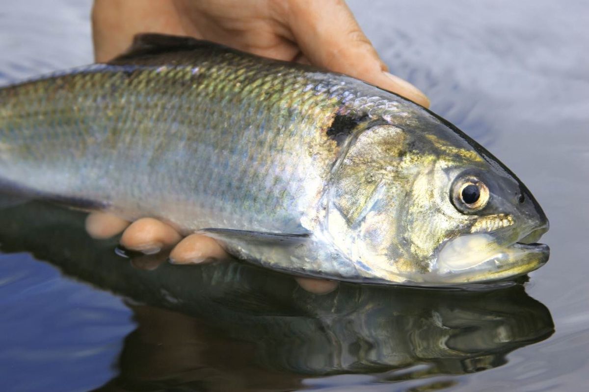 The Twaite Shad — Great English Outdoors