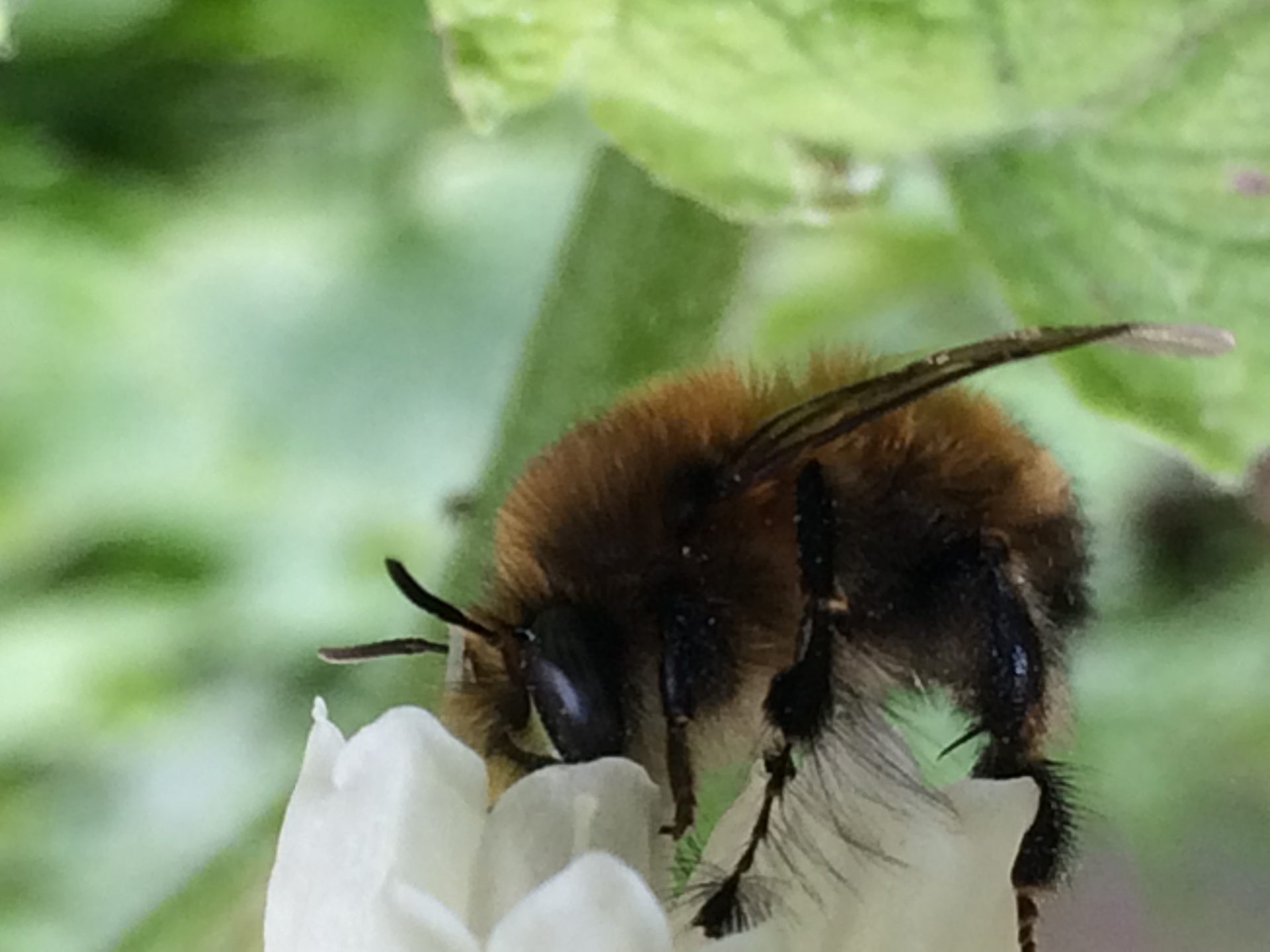 Flowers for Early Pollinators — Great English Outdoors