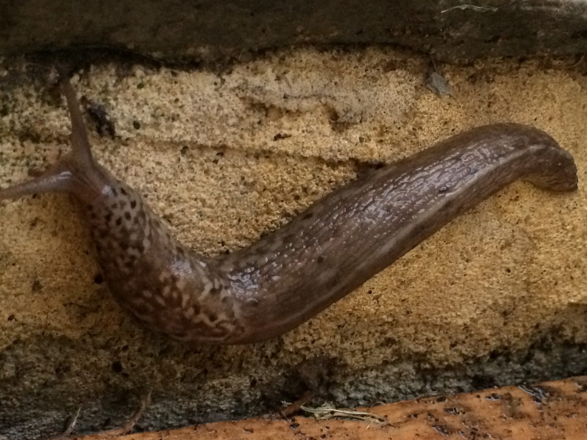 The Slug — Great English Outdoors The Slug — Great English Outdoors