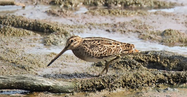 The Snipe — Great English Outdoors