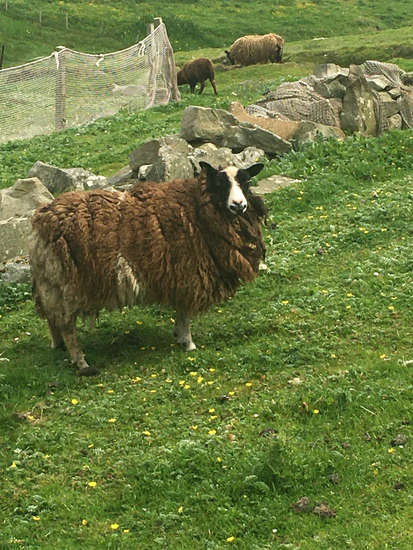Shetland Sheep — Great English Outdoors