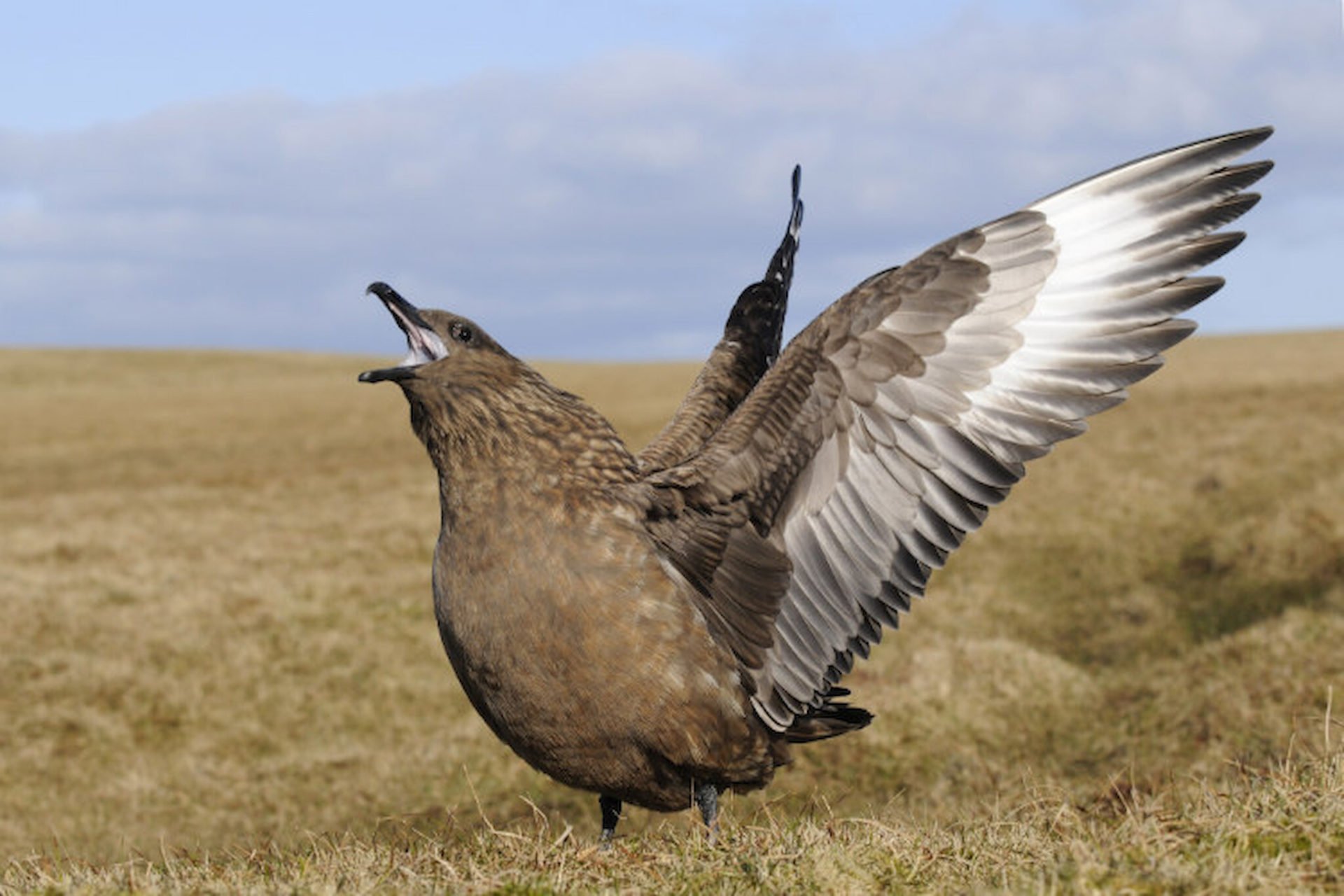The Bonxie or Great Skua — Great English Outdoors