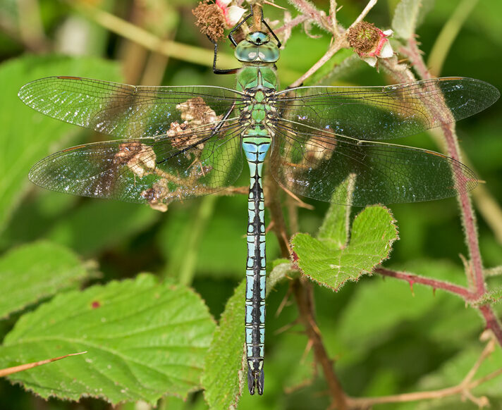 British Dragonflies Increase in Numbers — Great English Outdoors