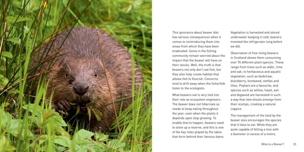 The Beaver Book — Great English Outdoors