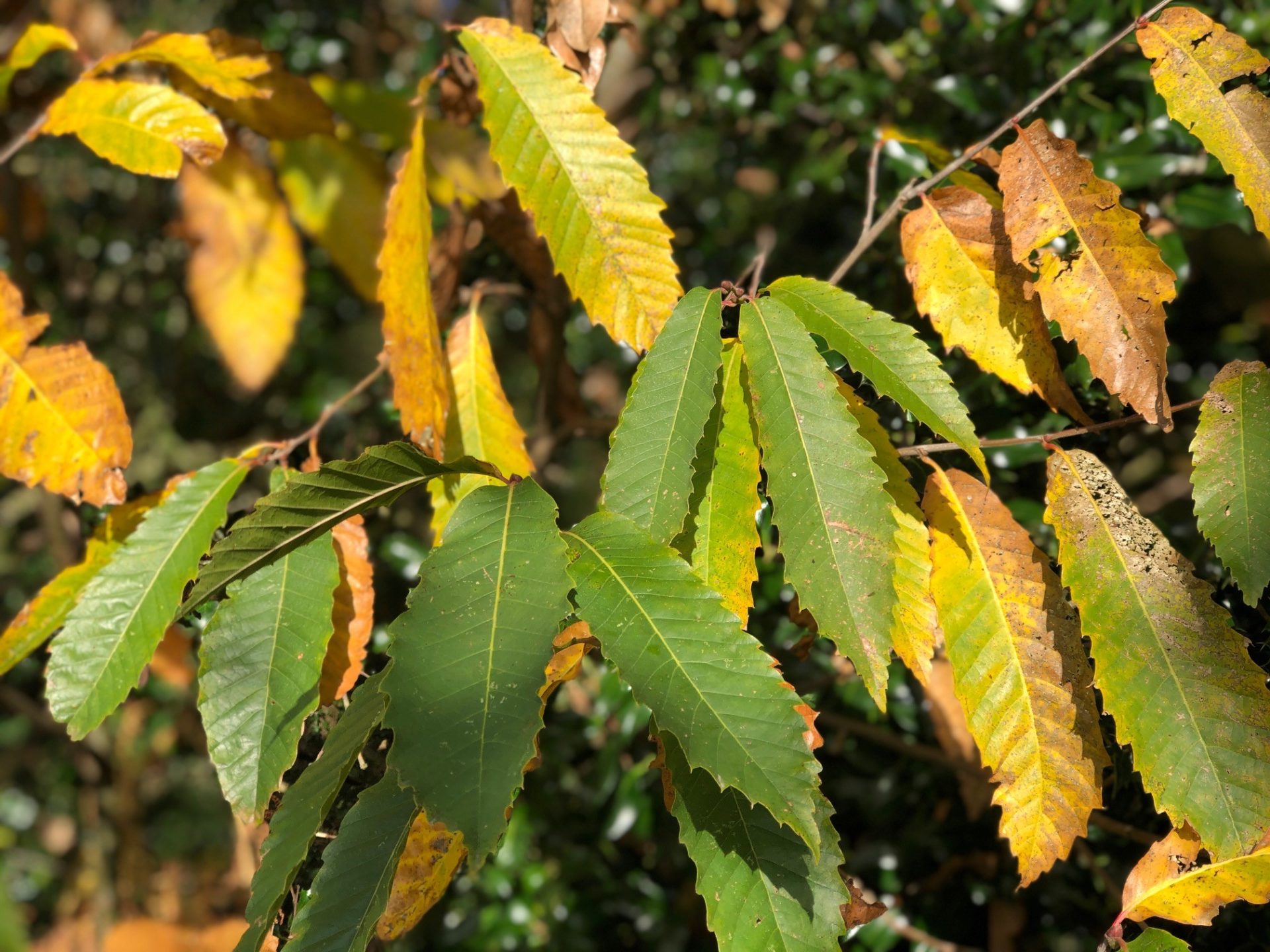 Sweet Chestnut — Great English Outdoors