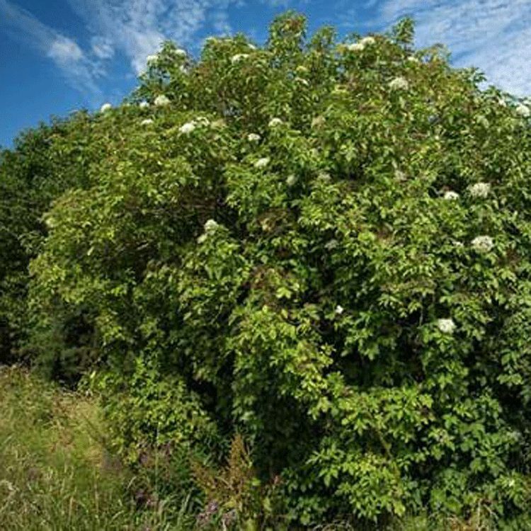 Tree for June - The Elder — Great English Outdoors