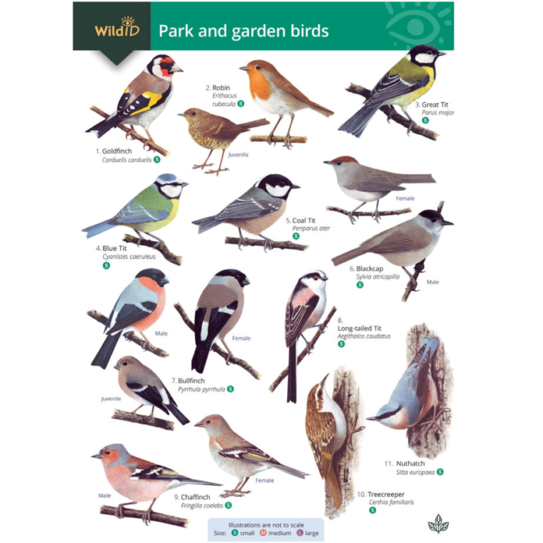 British Park and Garden Birds FSC Guide — Great English Outdoors
