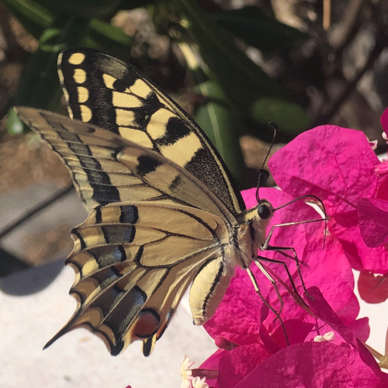 Swallowtail Butterfly — Great English Outdoors