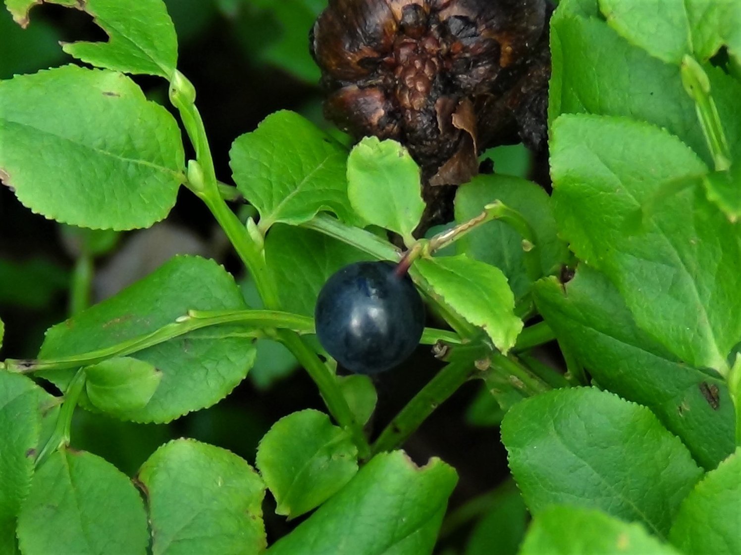 Blaeberries? — Great English Outdoors