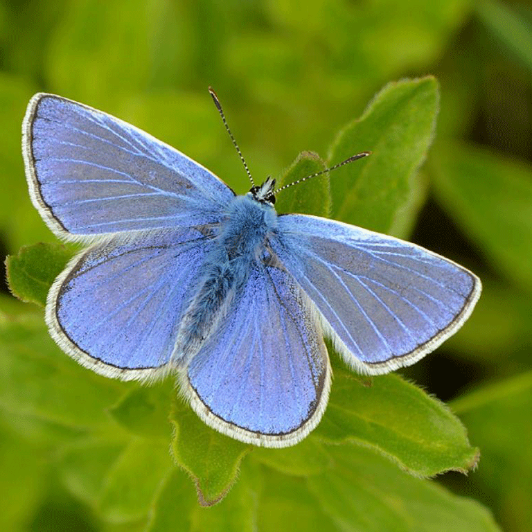 How to tell the Difference Between a Common Blue and a Holly Blue ...