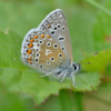 How to tell the Difference Between a Common Blue and a Holly Blue ...