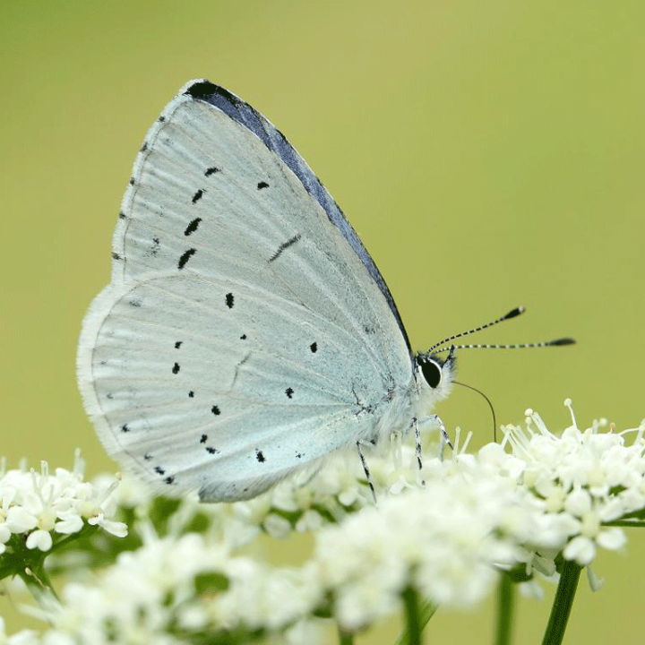 How to tell the Difference Between a Common Blue and a Holly Blue ...