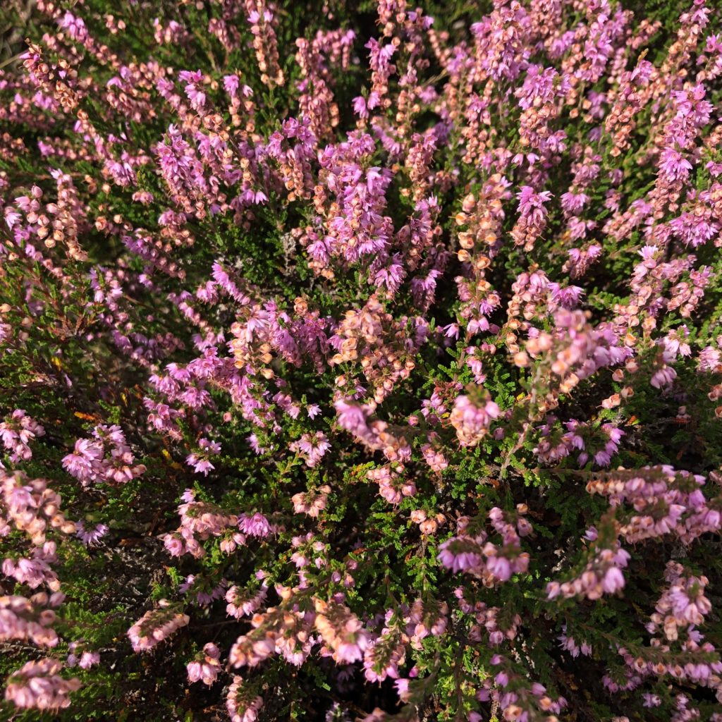 Heather on the Hill — Great English Outdoors
