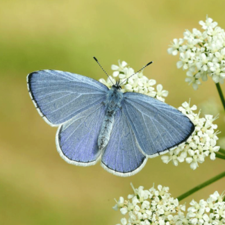 How to tell the Difference Between a Common Blue and a Holly Blue ...