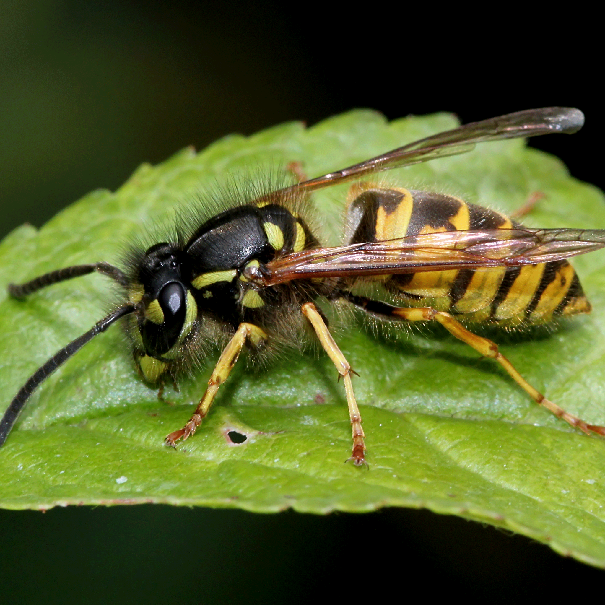 In Praise of Wasps — Great English Outdoors