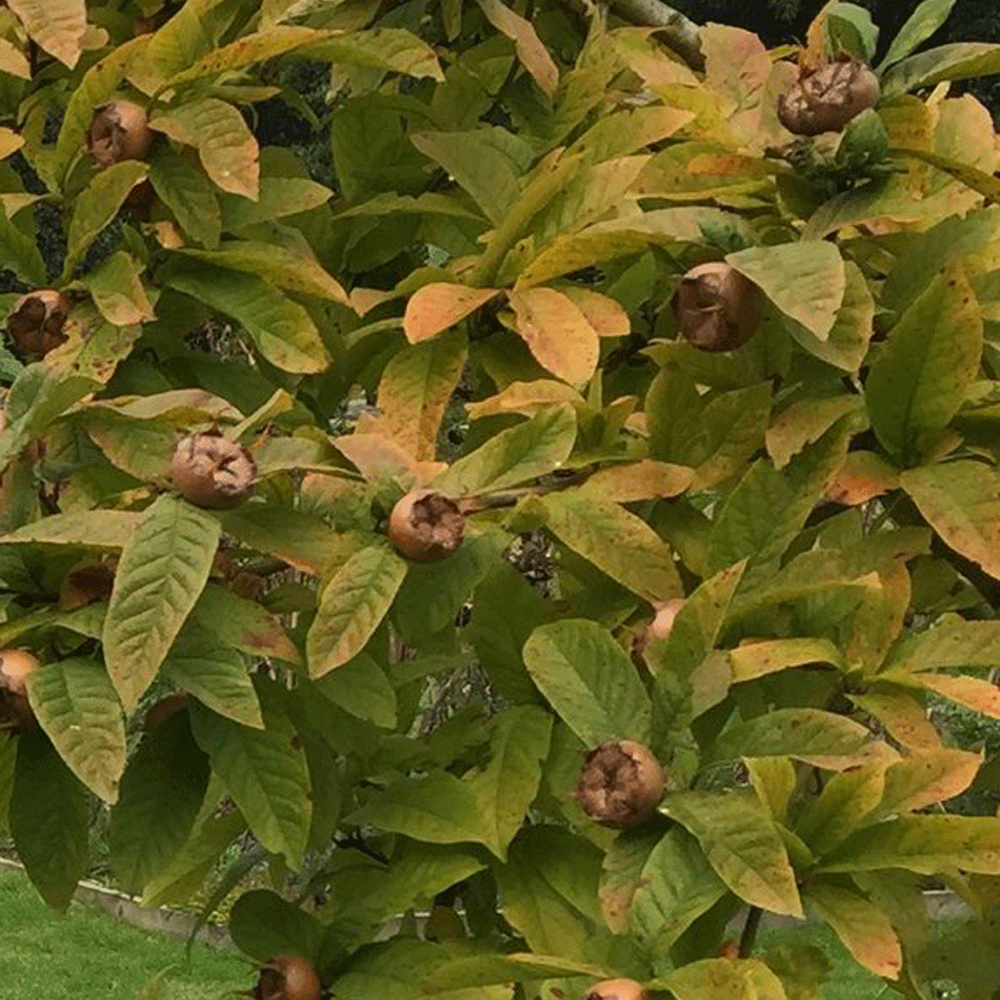 The Medlar Tree — Great English Outdoors