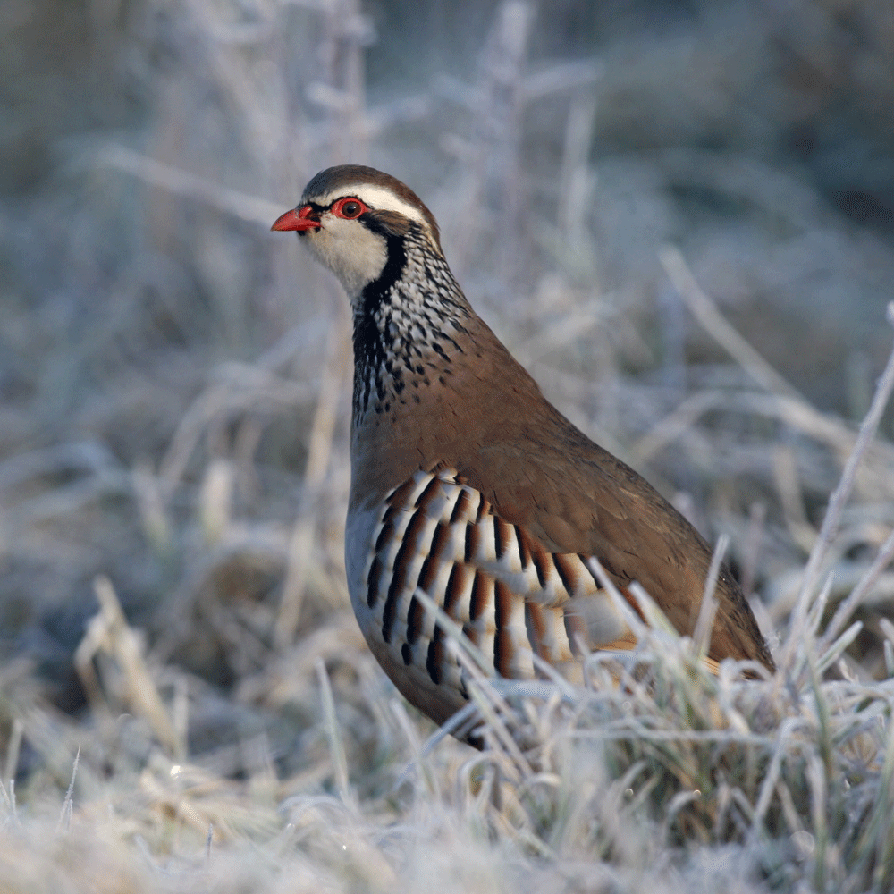Red Legged Partridge — Great English Outdoors