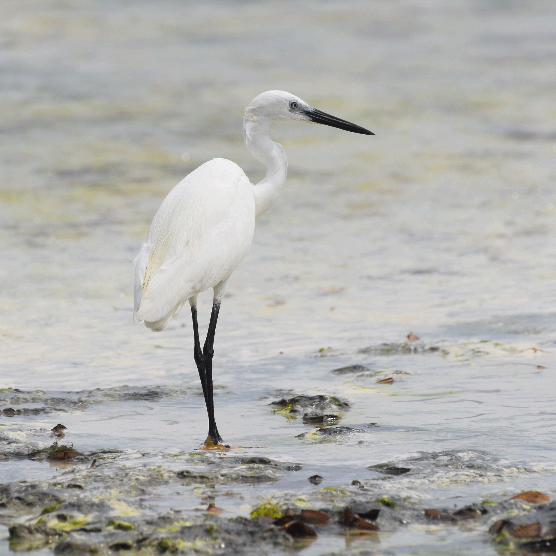 The Little Egret — Great English Outdoors
