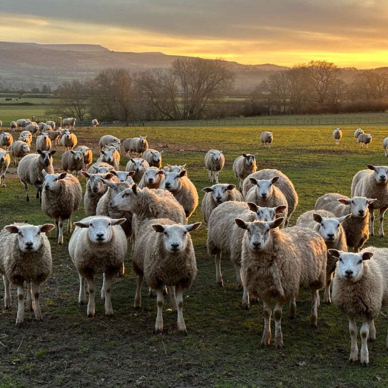 Winter Grazing The Wildflower Meadow — Great English Outdoors
