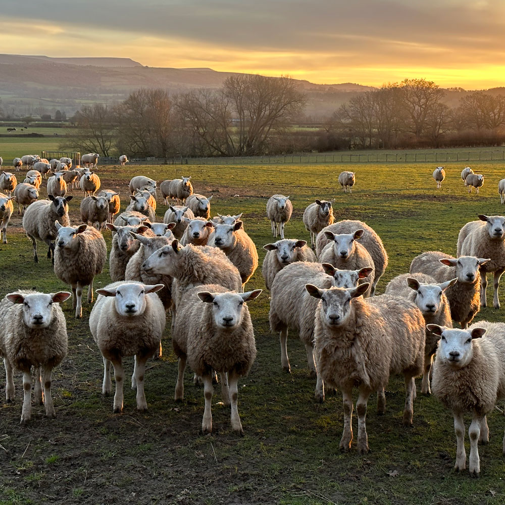 Winter Grazing The Wildflower Meadow — Great English Outdoors