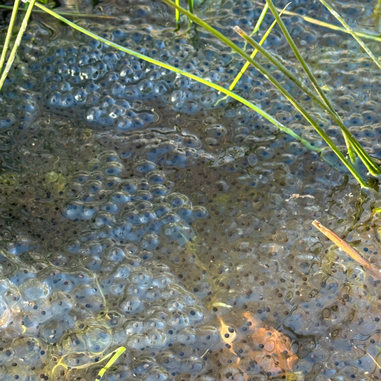 How To Tell The Difference Between Frogspawn And Toadspawn?? — Great ...