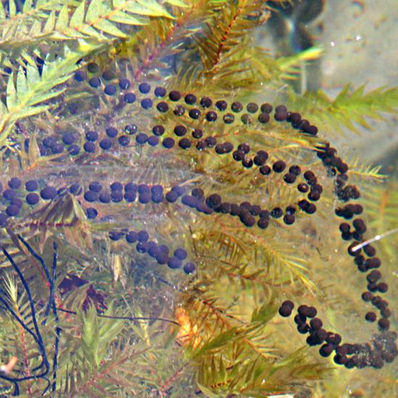 How To Tell The Difference Between Frogspawn And Toadspawn?? — Great ...