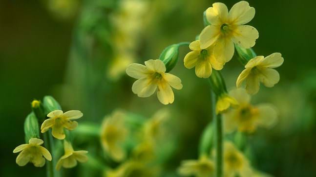 True Or False Oxlip — Great English Outdoors