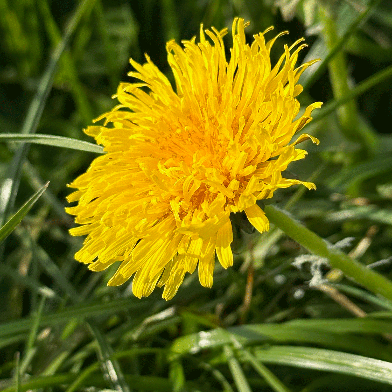 The Dandelion — Great English Outdoors