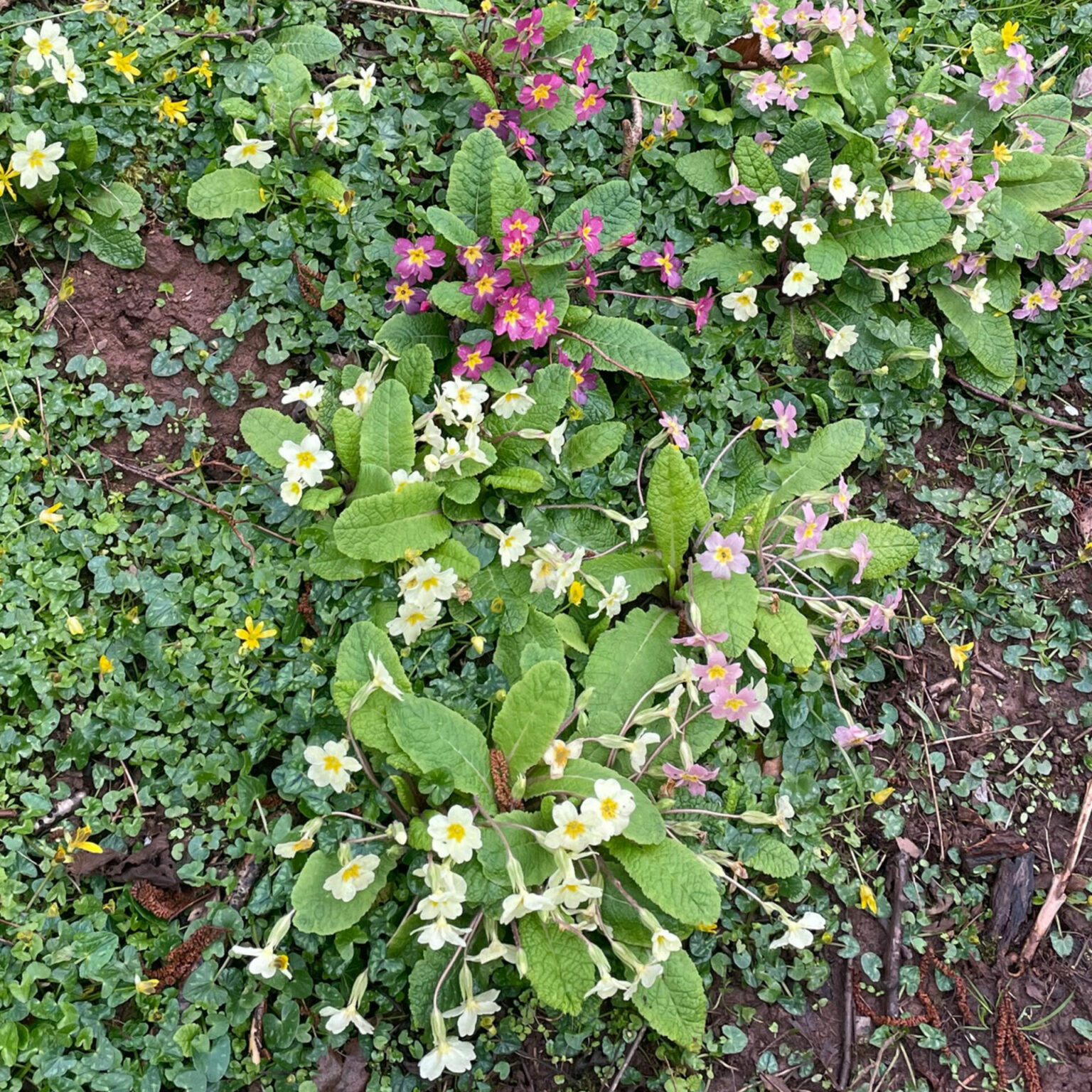 The Primrose — Great English Outdoors