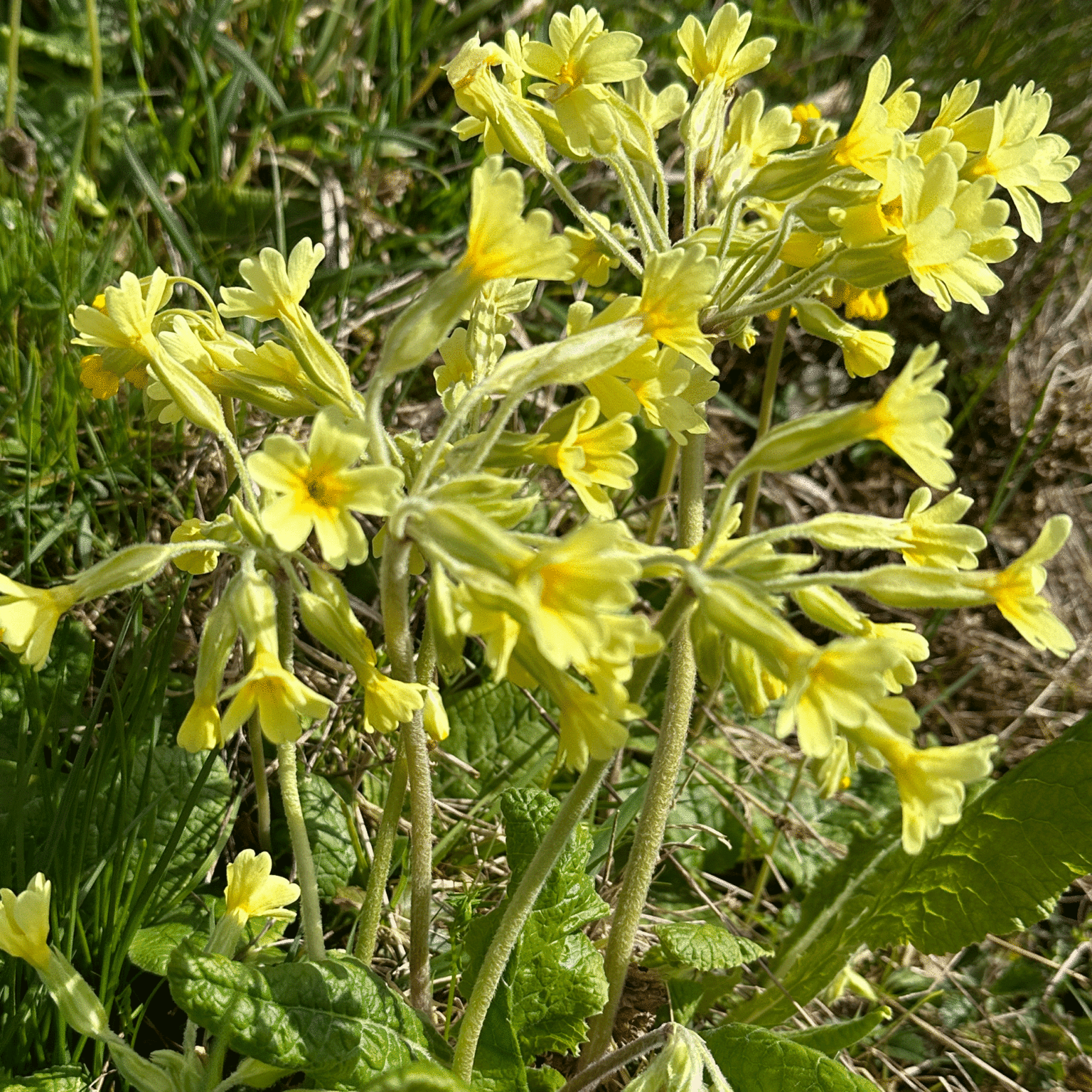 True Or False Oxlip — Great English Outdoors