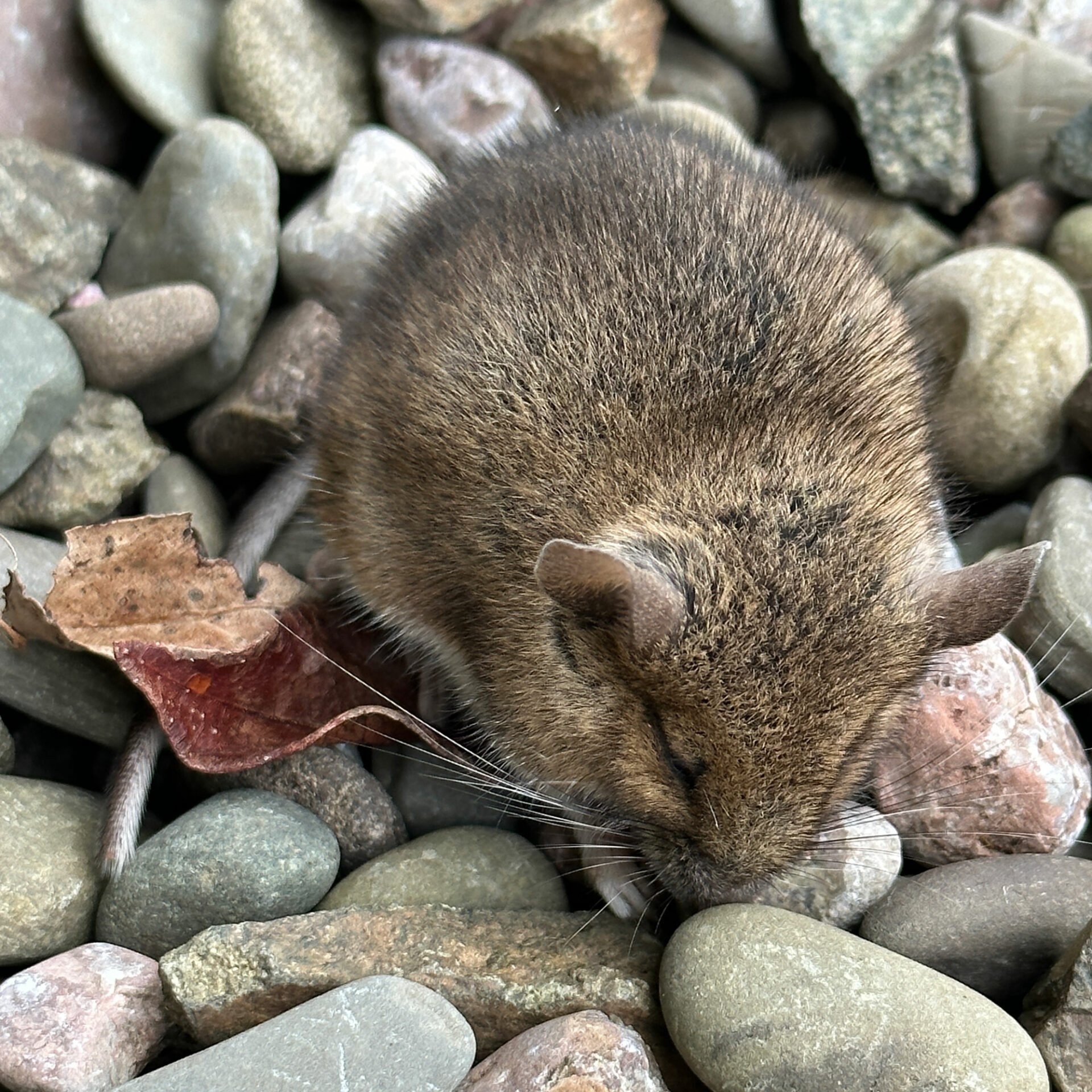A Bank or Field Vole — Great English Outdoors