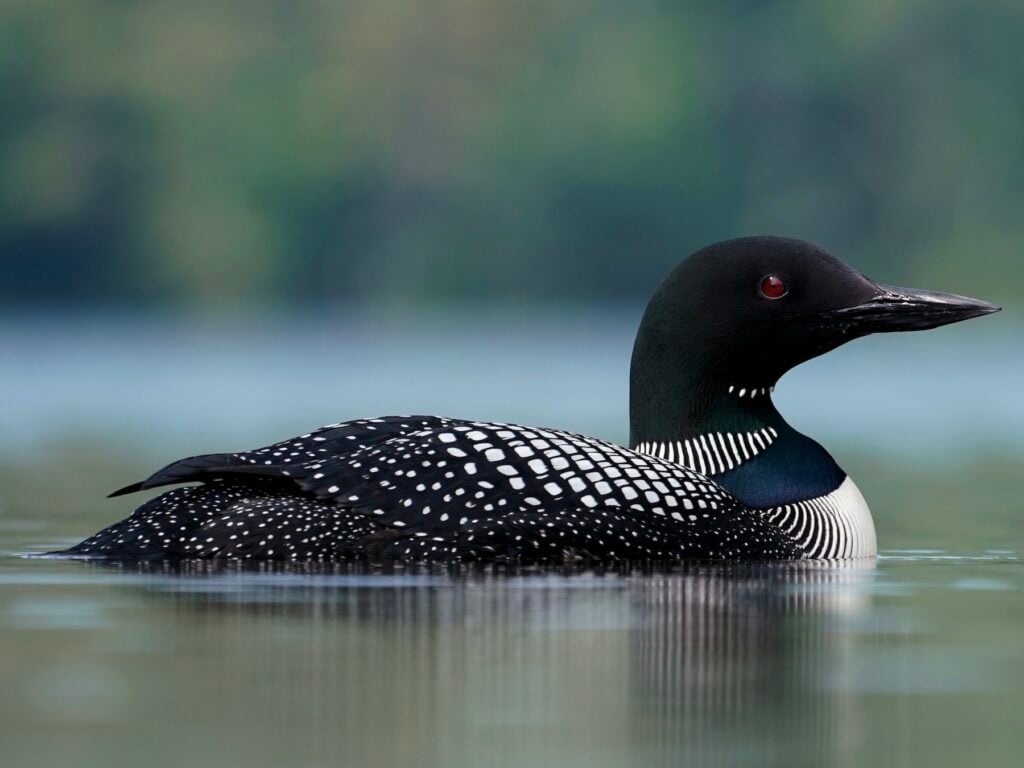 Loons Of Algonquin — Great English Outdoors