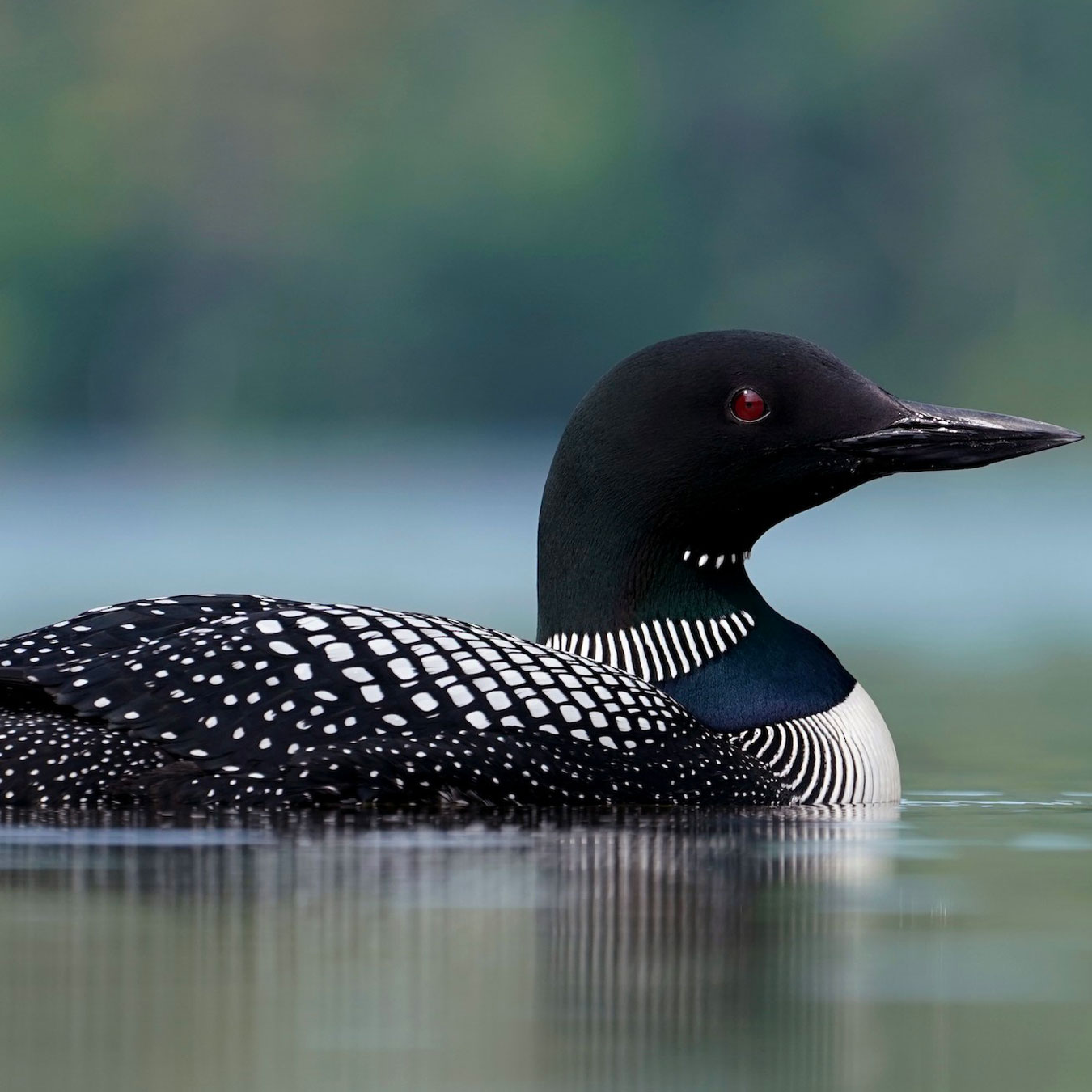 Loons Of Algonquin — Great English Outdoors