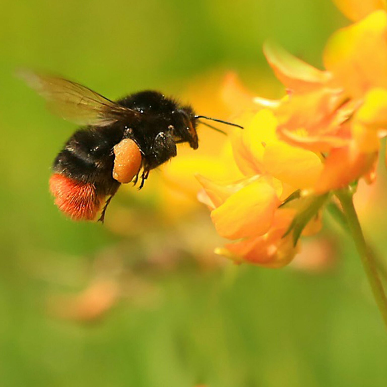 The Flight Of The Bumblebee — Great English Outdoors