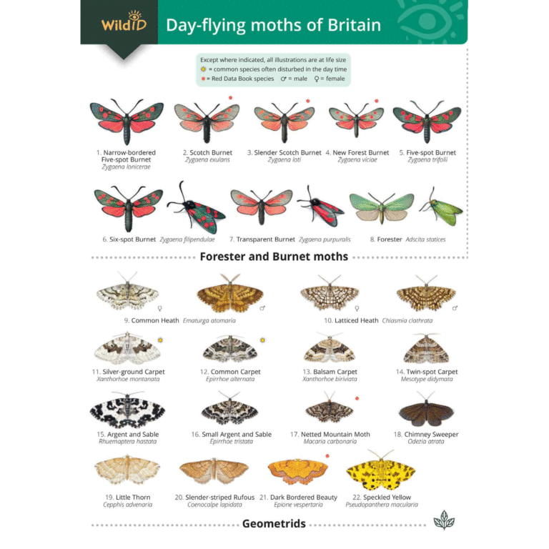Day Flying Moths FSC Guide — Great English Outdoors