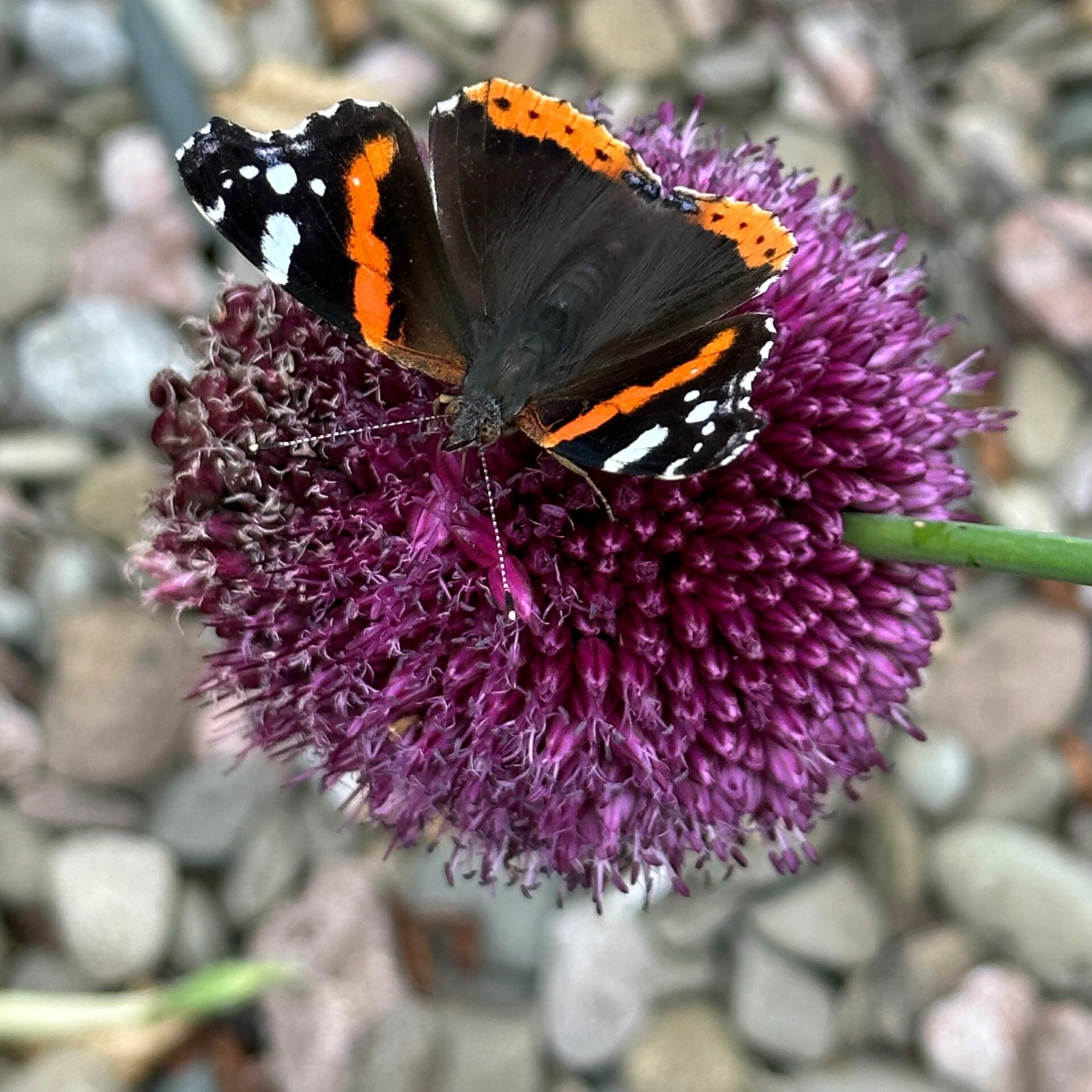 Record Numbers of Red Admiral Butterflies — Great English Outdoors