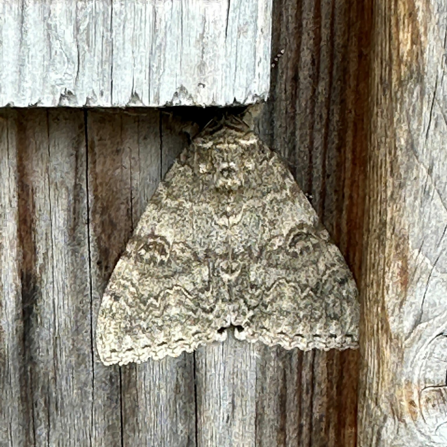 Red Underwing Moth — Great English Outdoors