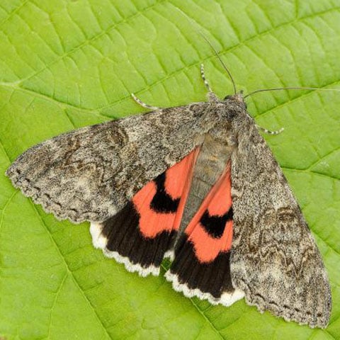 Red Underwing Moth — Great English Outdoors