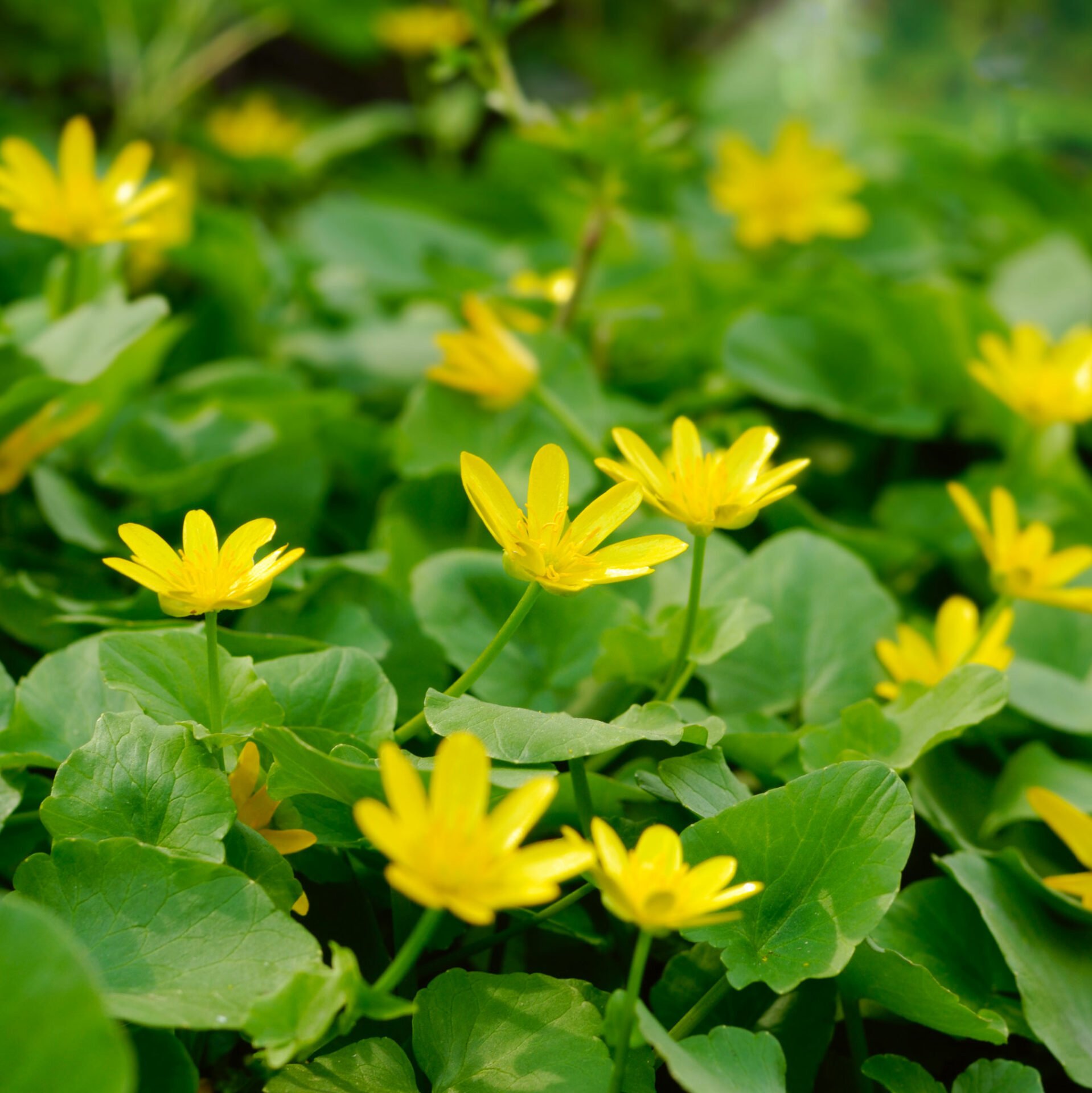 Lesser Celandine — Great English Outdoors