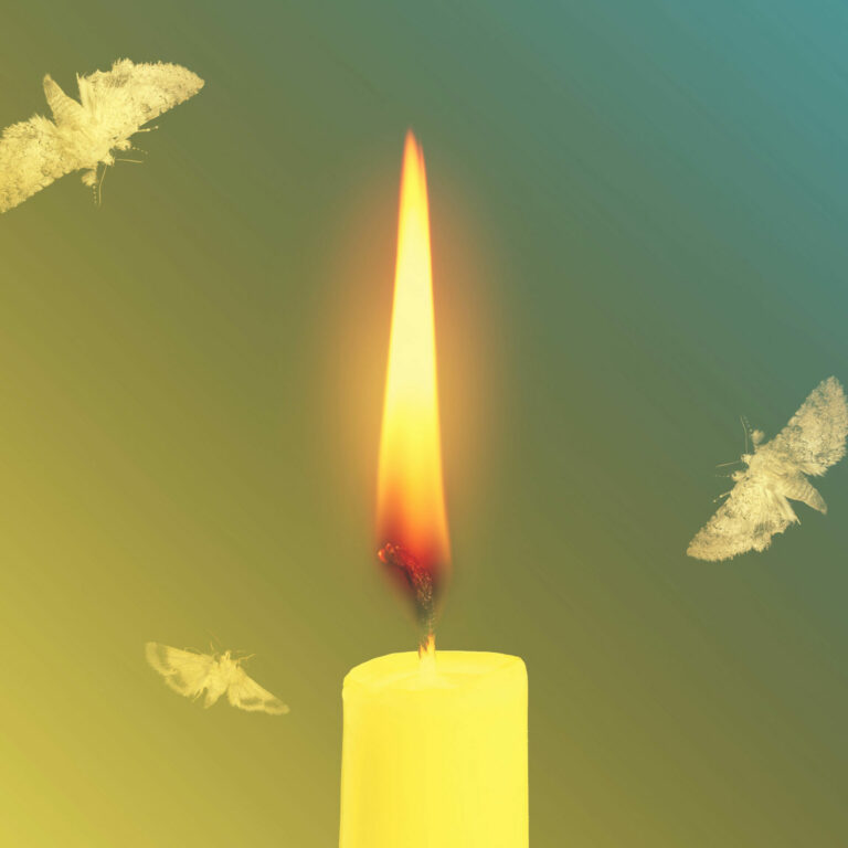 Why Moths Fly Close To Light — Great English Outdoors