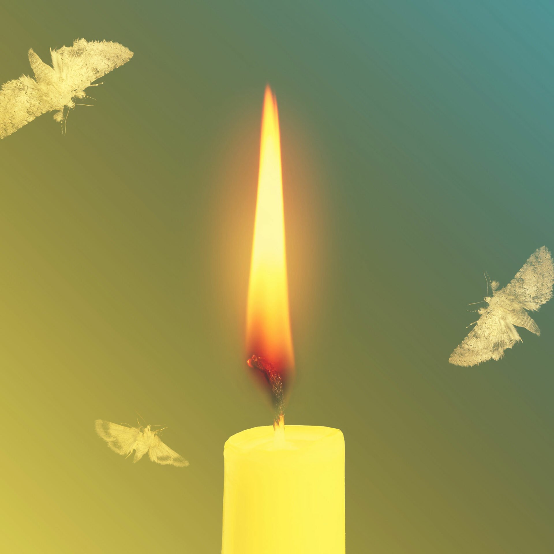 Why Moths Fly Close To Light — Great English Outdoors