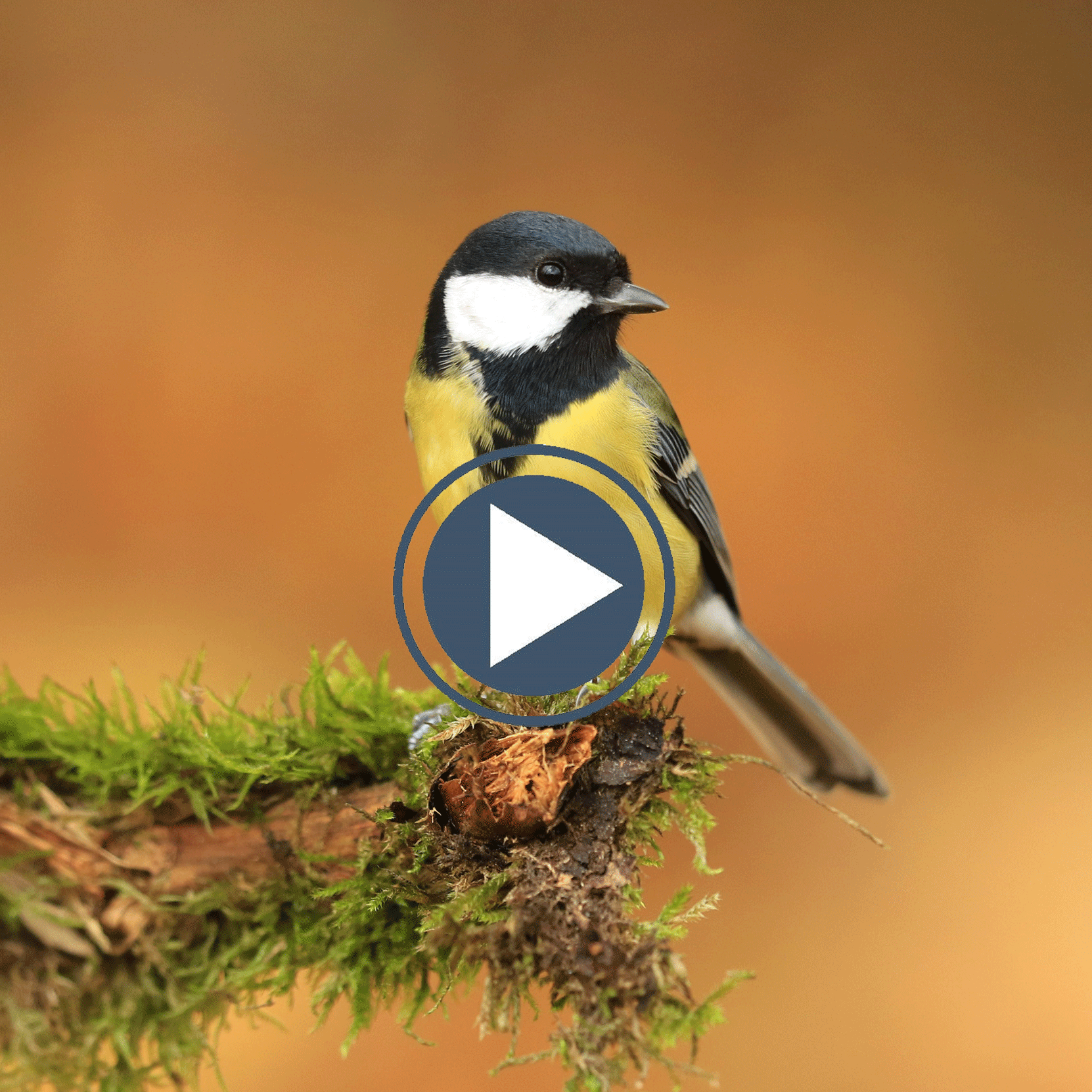 The Great Tit — Great English Outdoors