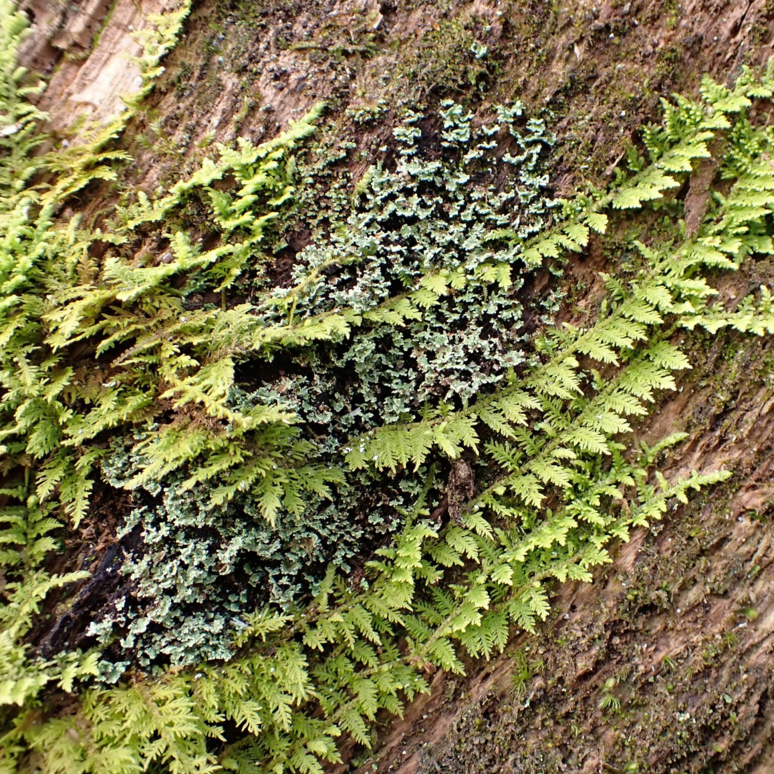 Welcome to the World of Bryology — Great English Outdoors