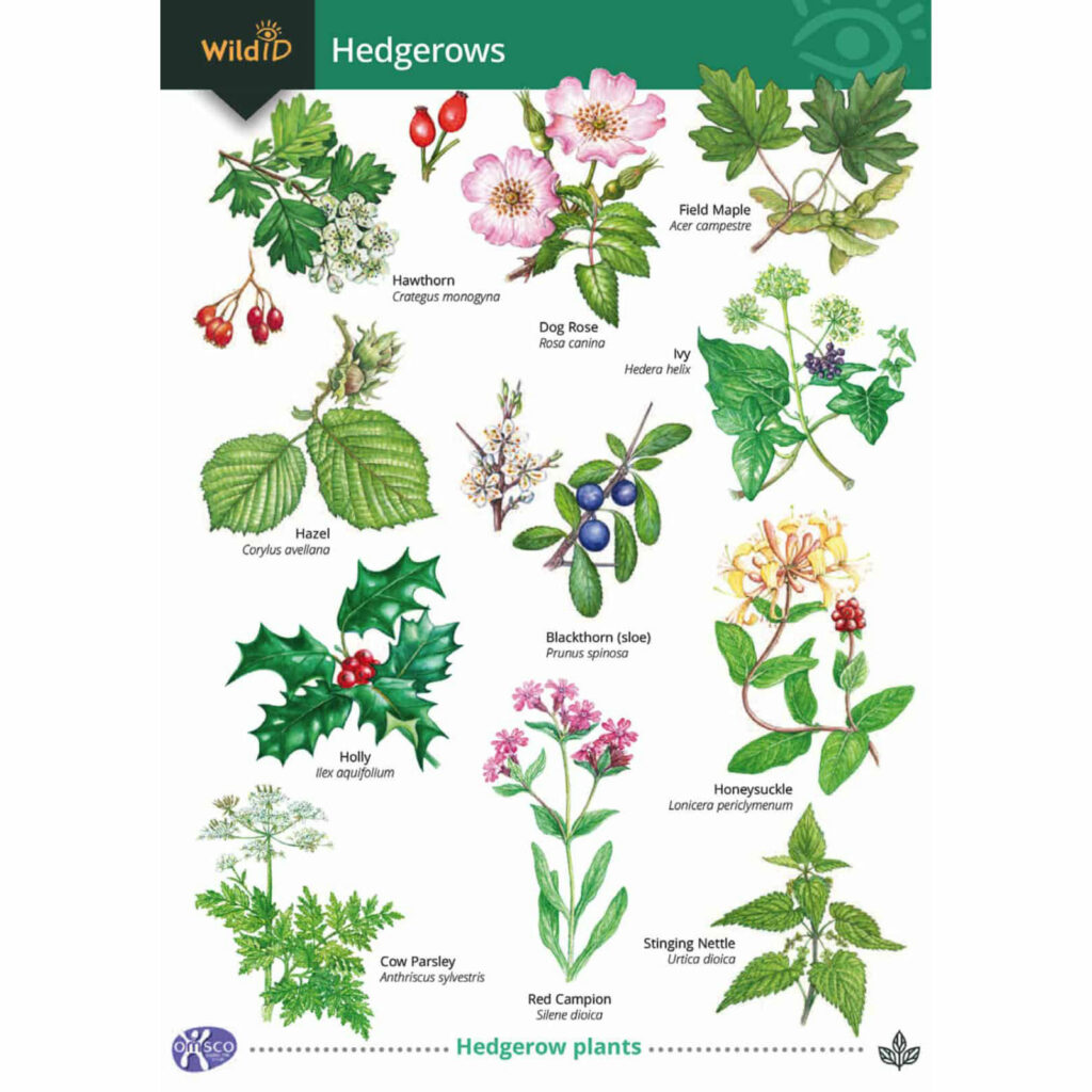 Hedgerows FSC Guide — Great English Outdoors