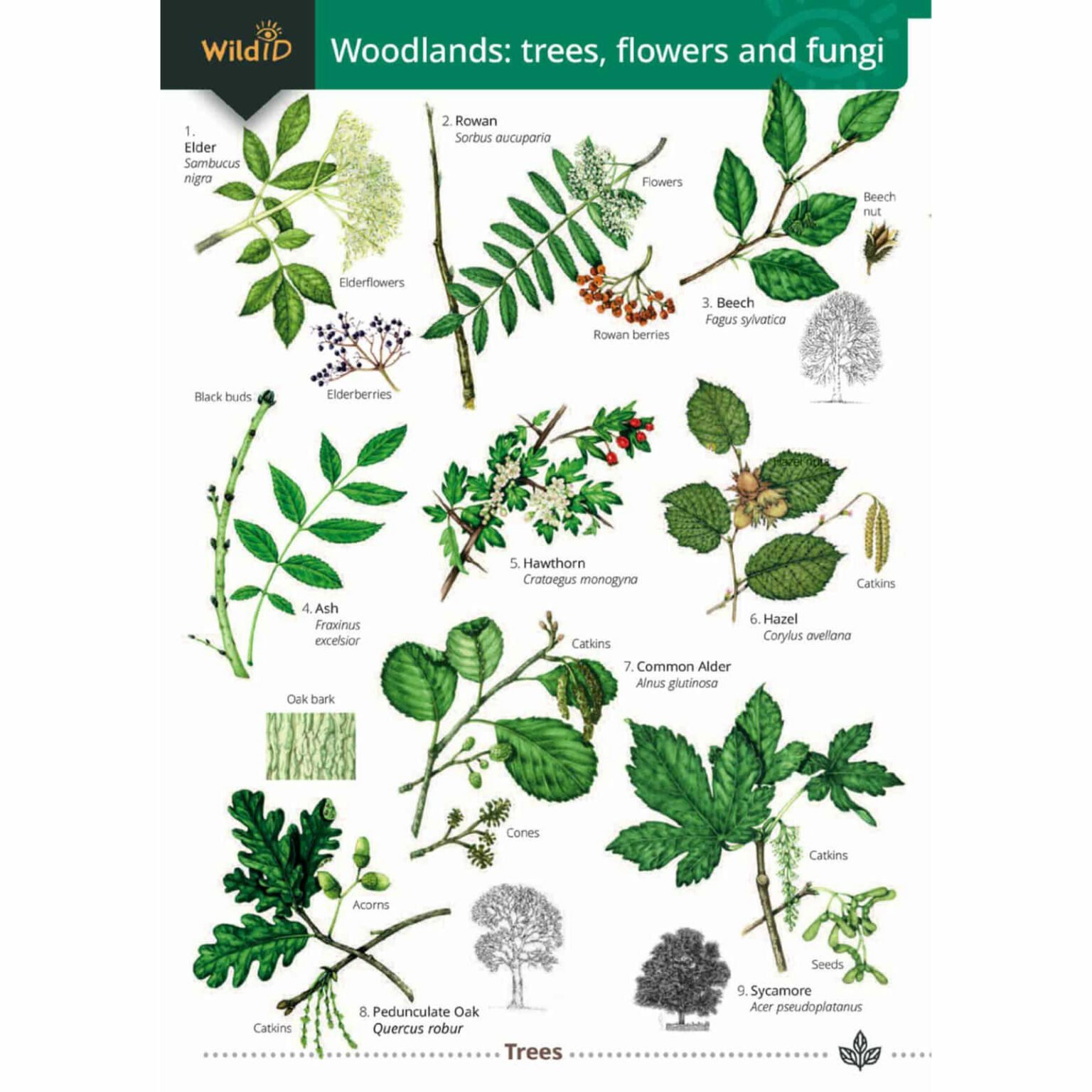 Woodlands FSC Guide — Great English Outdoors