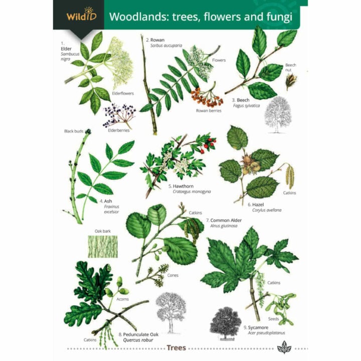 Woodlands FSC Guide — Great English Outdoors